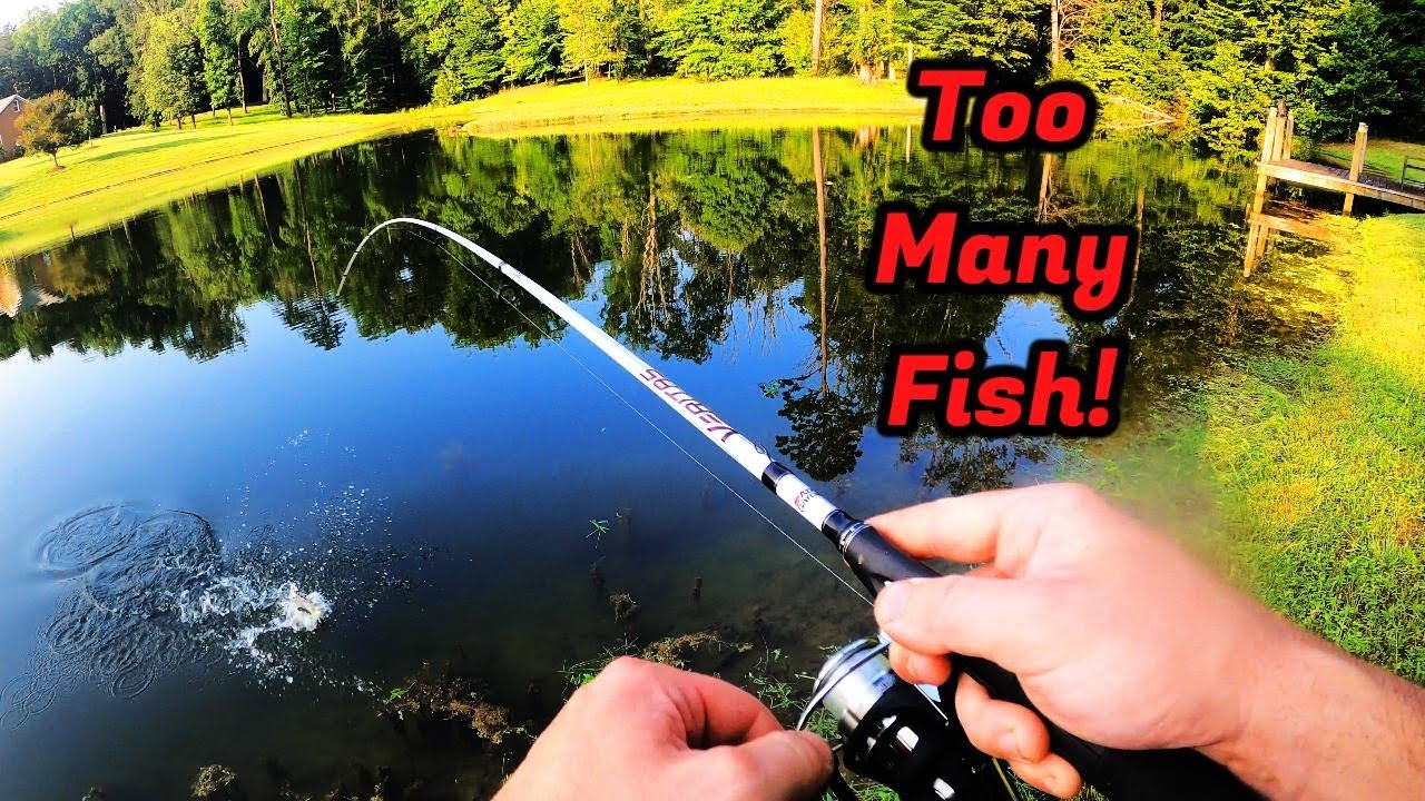 Bass and Bluegill Catch and Cook! Overpopulated Pond - YouTube