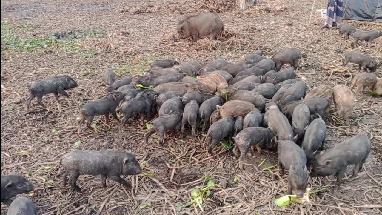 Ak dol sukor animal's palon - YouTube
