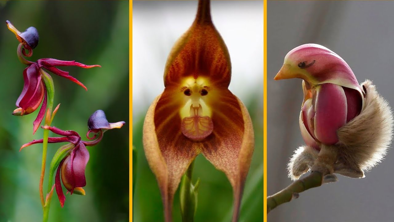 10 FLORES QUE SE PARECEM COM ANIMAIS! - YouTube