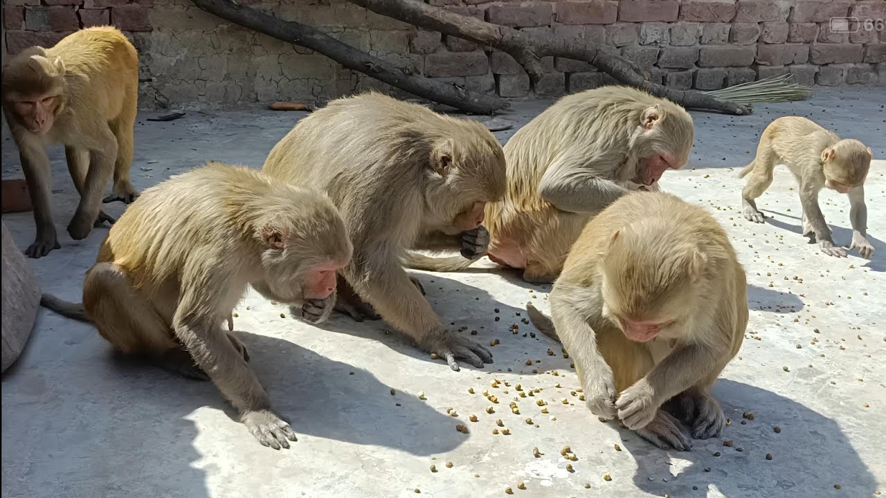 bandar | monkey video | bandar wala | monkey cartoon | bandar wala ...