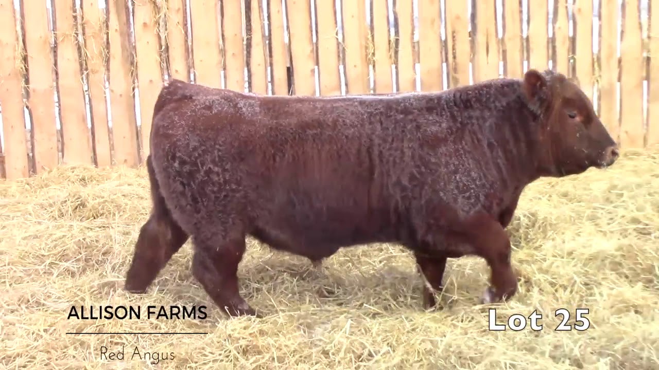 Lot 25 Allison Farms 2019 - YouTube