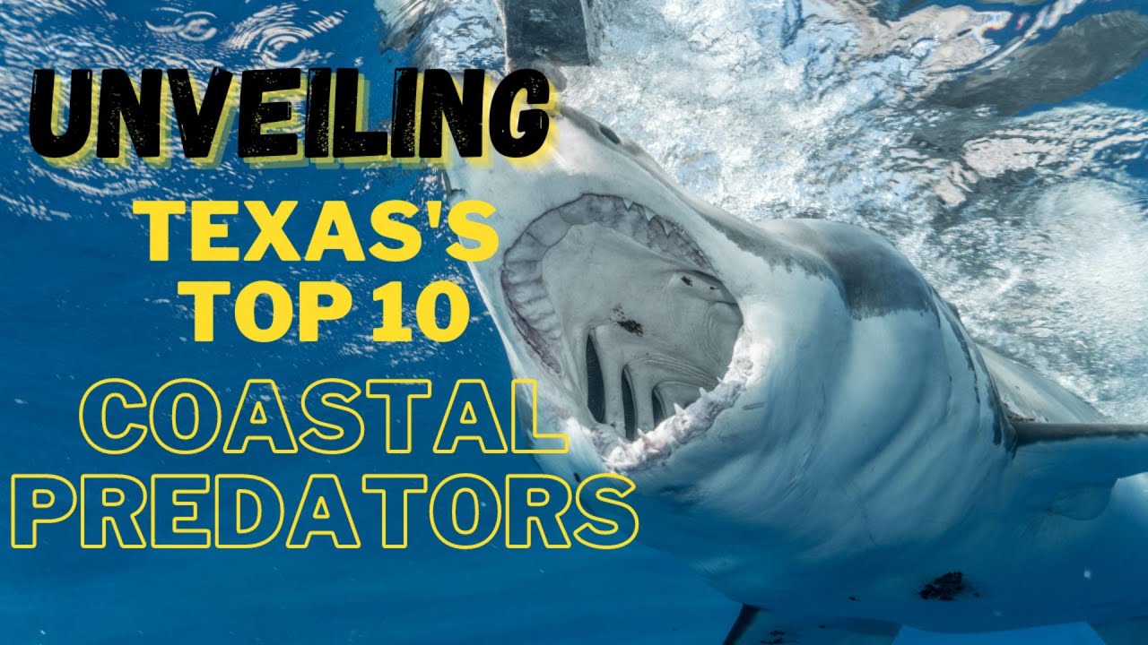 Shark attack on Texas ?! Not only Shark !! Texas's Top 10 Ocean ...