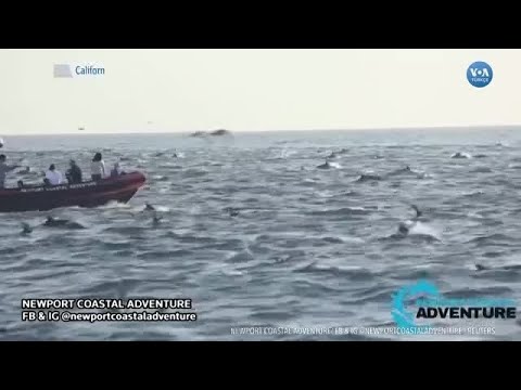 Dev Yunus Sürüsü California Sahillerinde Balık Kovaladı