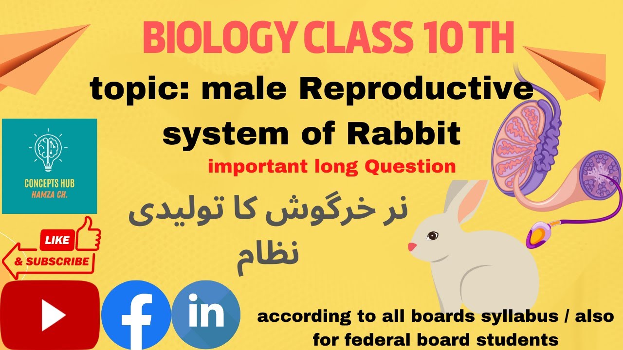 Reproductive system of male rabbit biology classs 10th #male rabbit # ...