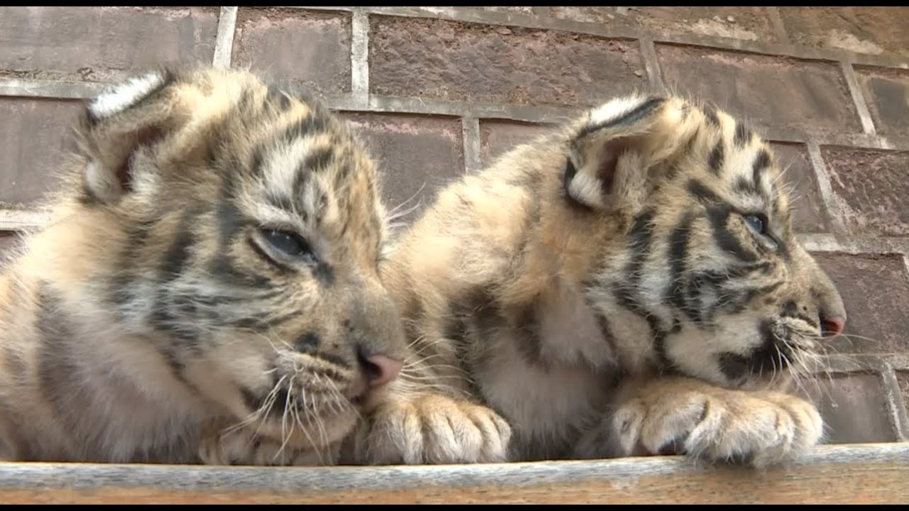 2 Baby Tigers Highlight Children's Day in southwest China - YouTube