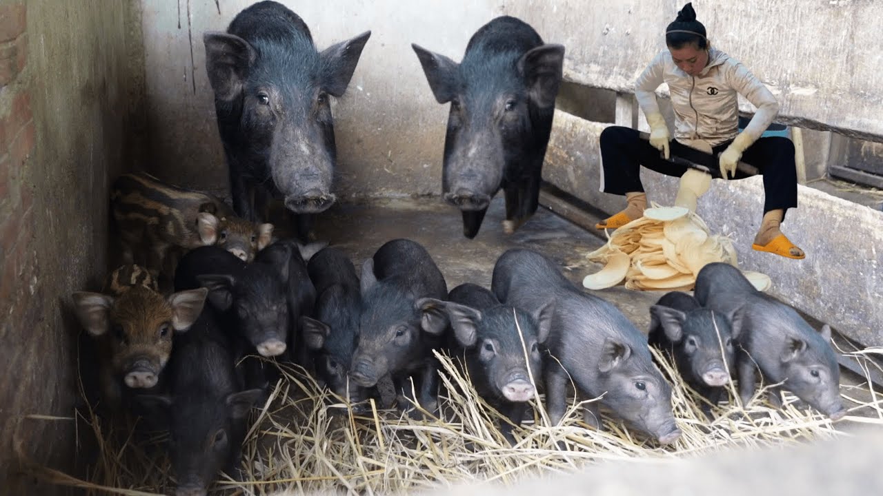 Pig Farming: How to Raise Pigs for Fast Growth (Simple Tips Anyone Can ...