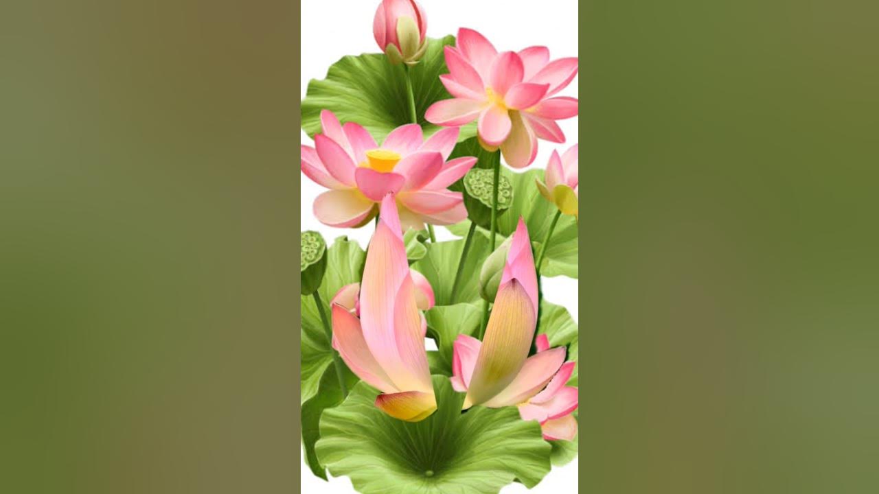 flowers amazing #trending #viral #asmr #satisfying - YouTube
