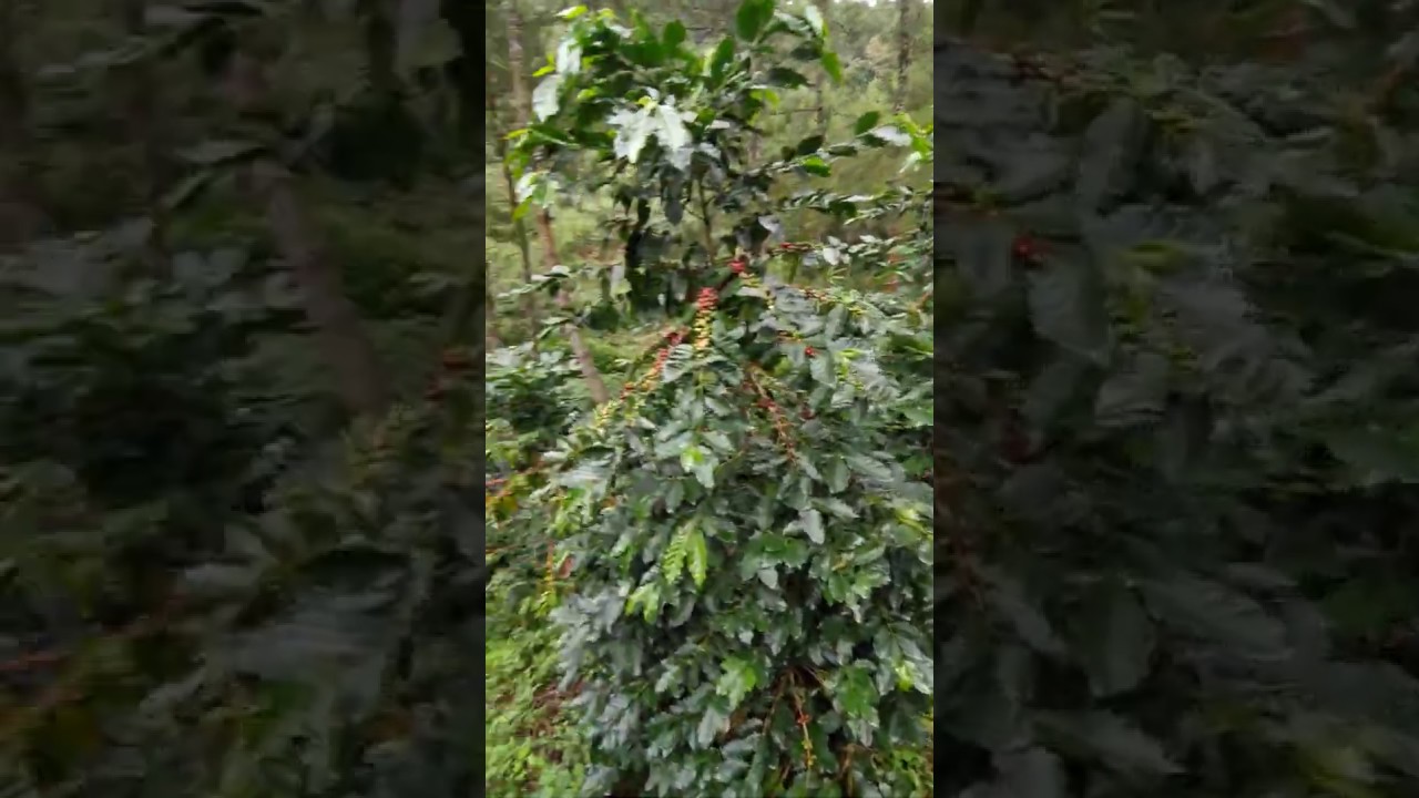 Kebun kopi Arabika Java Preanger gunung halu - YouTube