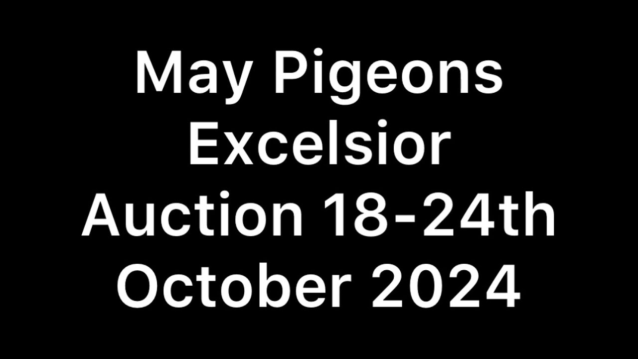 May Pigeons Excelsior Auction Birds - YouTube
