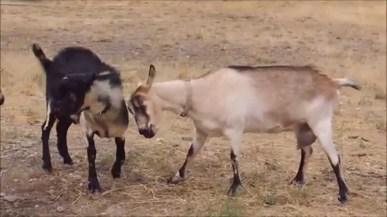 Goat Update 10/2015 - YouTube