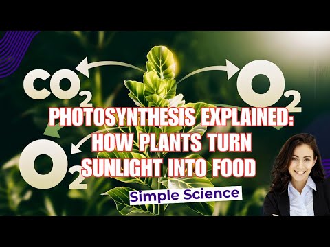 Photosynthesis : How Plants turn Sunlight into Food! - YouTube