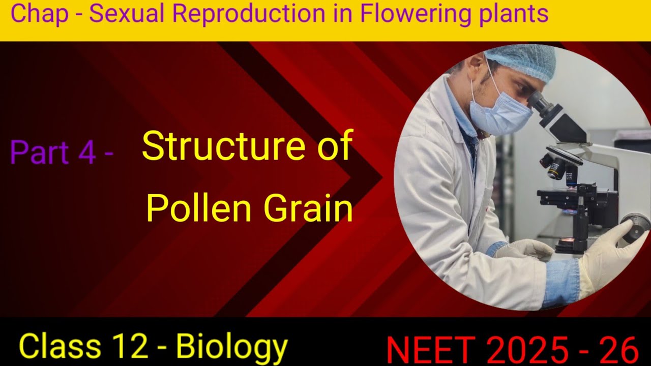 Part 4 - Structure of Pollen Grain।Sexual Reproduction in Flowering ...