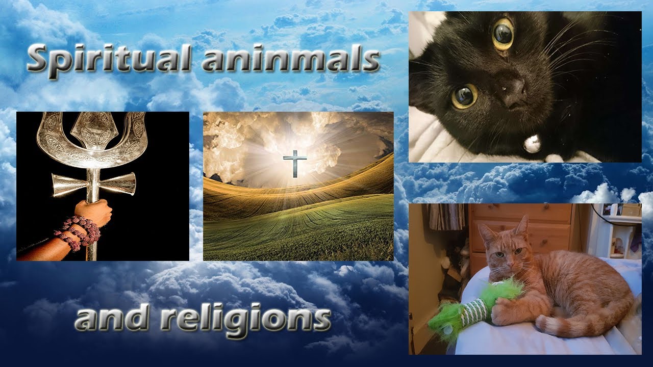 Spiritual Animals And Religions #faith #theotherside - YouTube