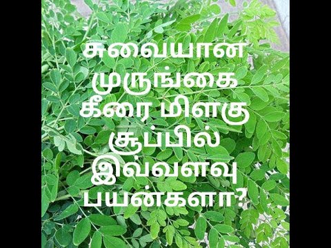 murungai keerai milagu soup? |How to prepare drumstick leaves soup ...