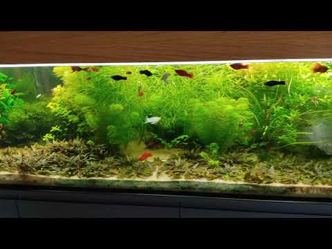 Akwarium 600l Moje jajożyworódki. - YouTube