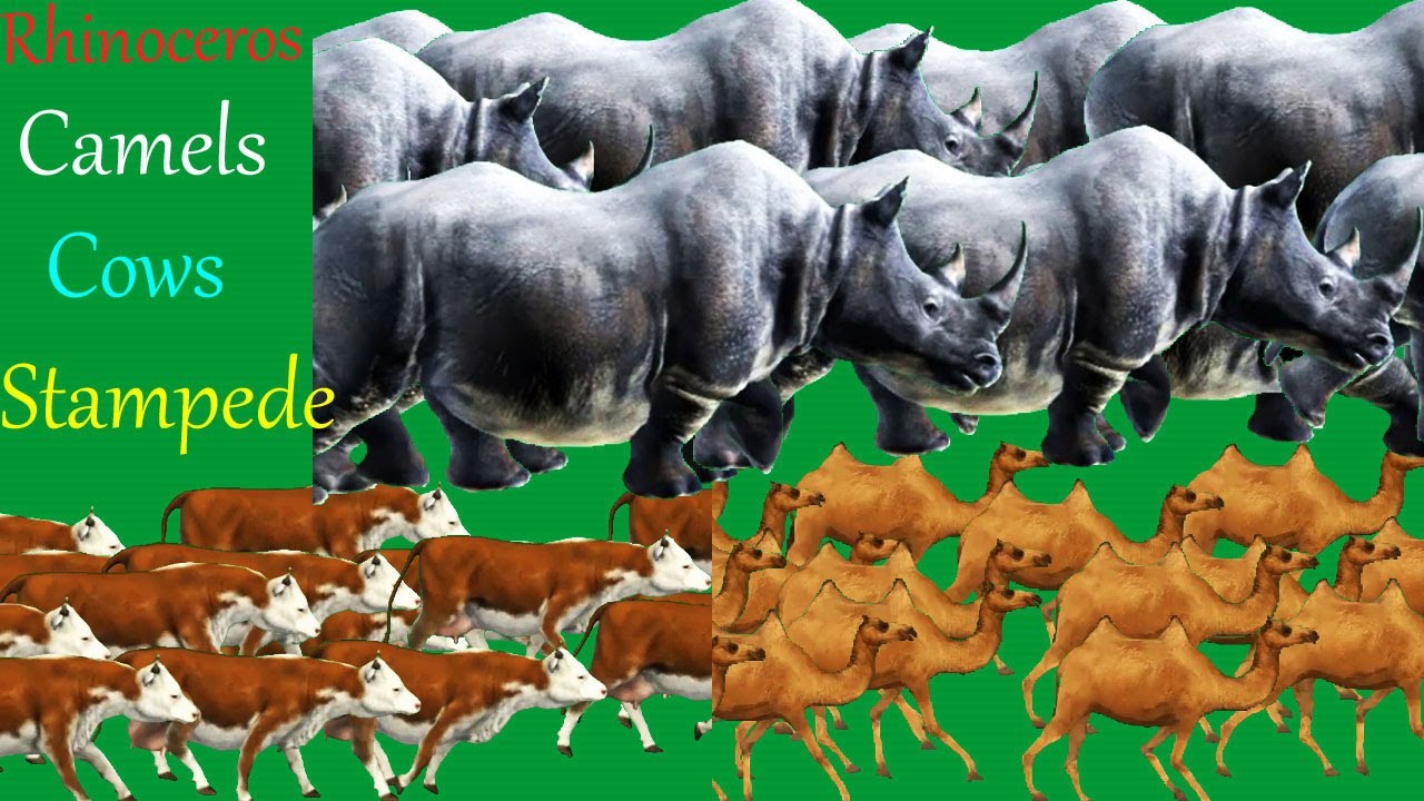 Rhinoceros Stampede Camels Stampede Cows Stampede Green Screen Blue ...