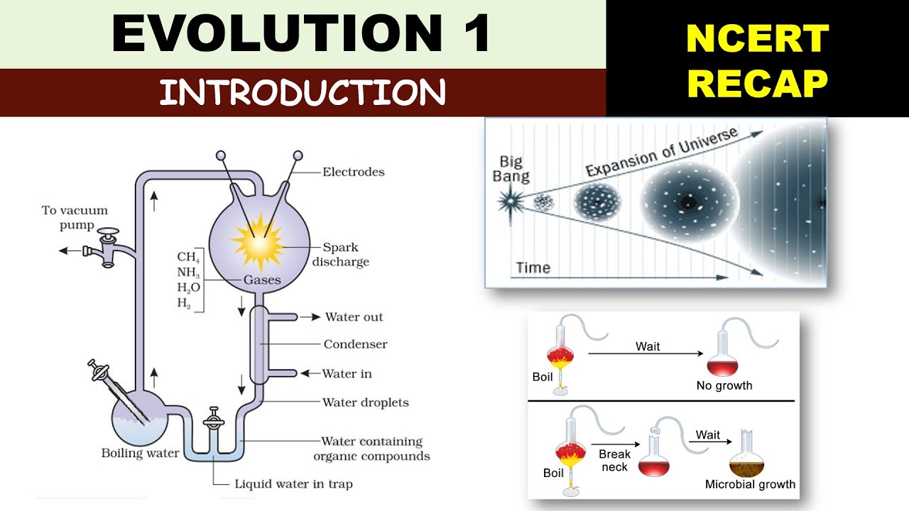 Evolution 1 | Oparin Haldane Hypothesis | Miller Experiment | NCERT ...