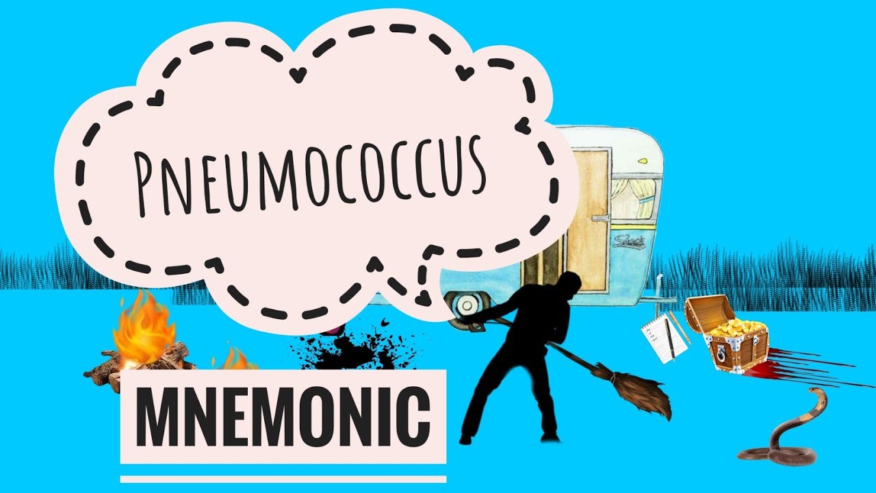 Streptococcus Pneumoniae quick REVIEW | Visual Mnemonic | Microbiology ...