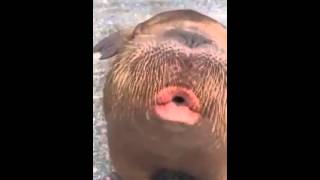 Jamie Hyneman Walrus Gif