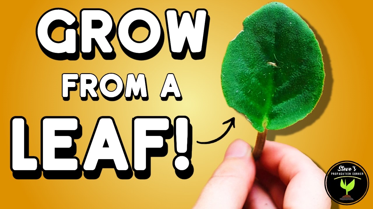 10 UNUSUAL Plants You Didn't Know Could GROW From a LEAF - YouTube