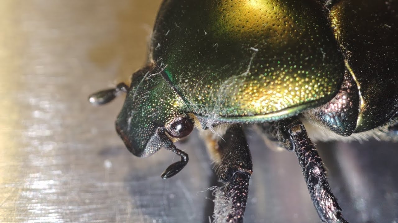 Watch this macro close up of a Rose Chafer beetle | Cetonia aurata ...