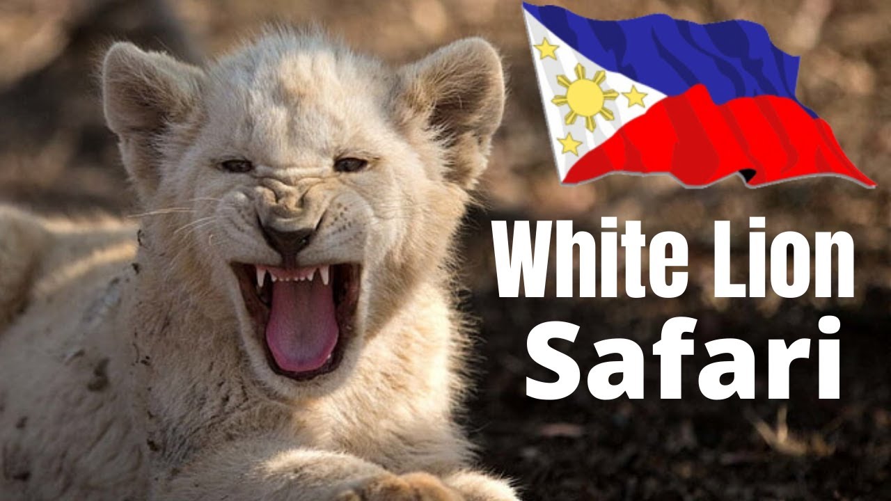 CEBU SAFARI & ADVENTURE PARK - Tiger Turf & White Lion Safari - YouTube