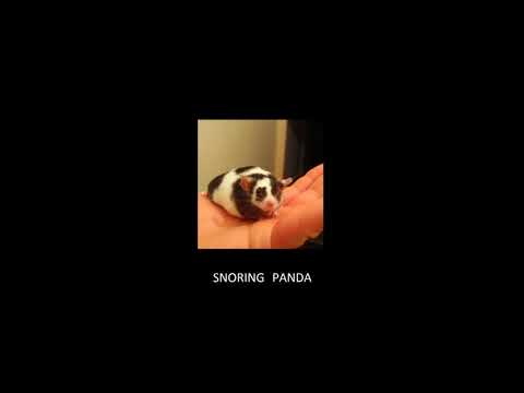 Blah - Snoring Panda - YouTube