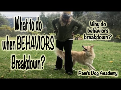 What to do when a behavior breaks down: Dog Training - YouTube