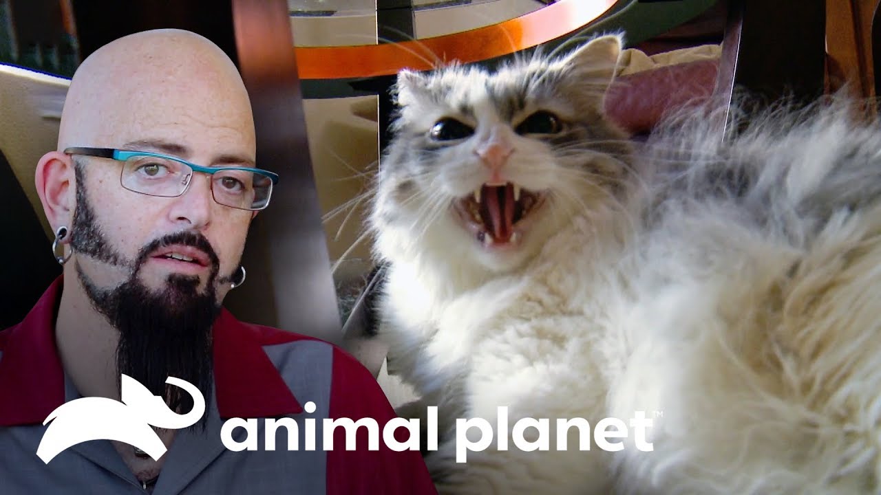 3 Asombrosas transformaciones en la conducta de sus mascotas | Mi gato ...