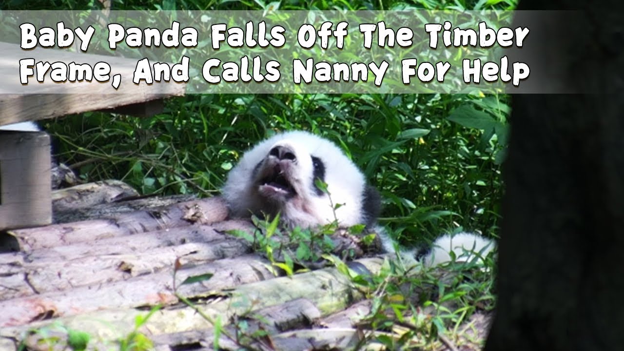 Baby Panda Falls Off The Timber Frame, And Calls Nanny For Help ...