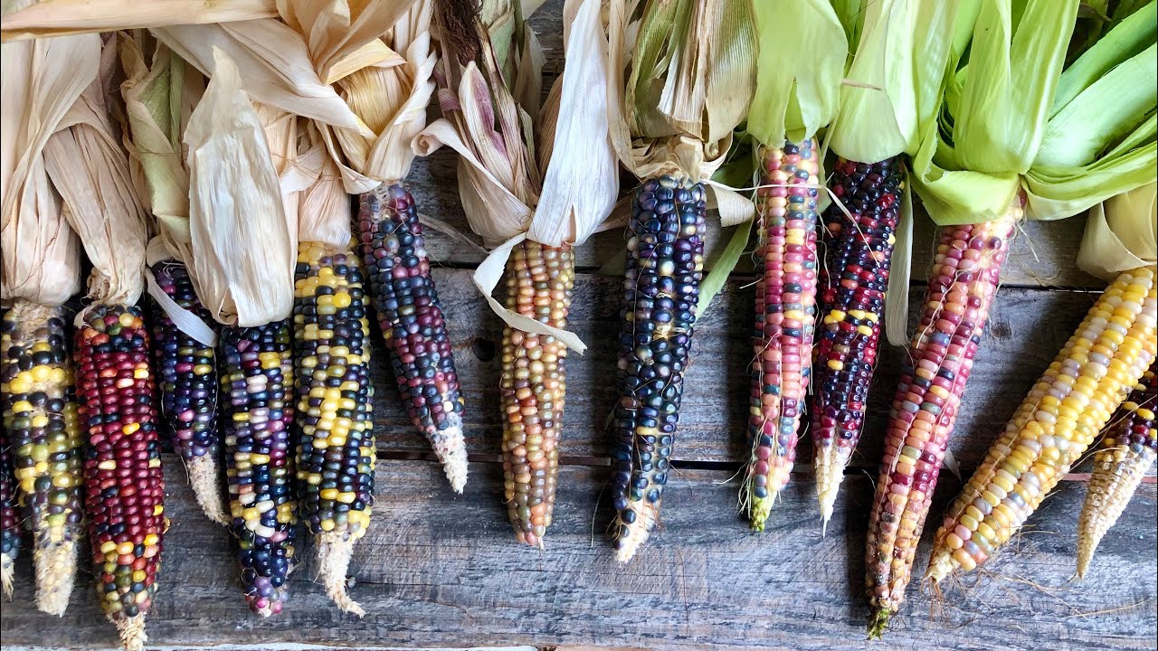 Glass Gem Corn - First time growing and time to pull it! - YouTube