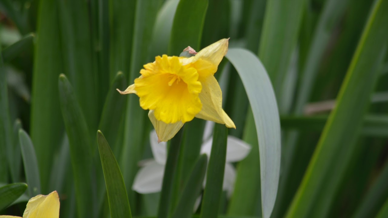 Andrew Spring Project - YouTube