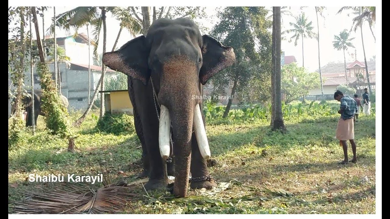 പുലിമുരുകൻ ഫെയിം മനിശ്ശേരി രാജേന്ദ്രൻ!!! | മനിശ്ശേരി രാജേന്ദ്ര ...