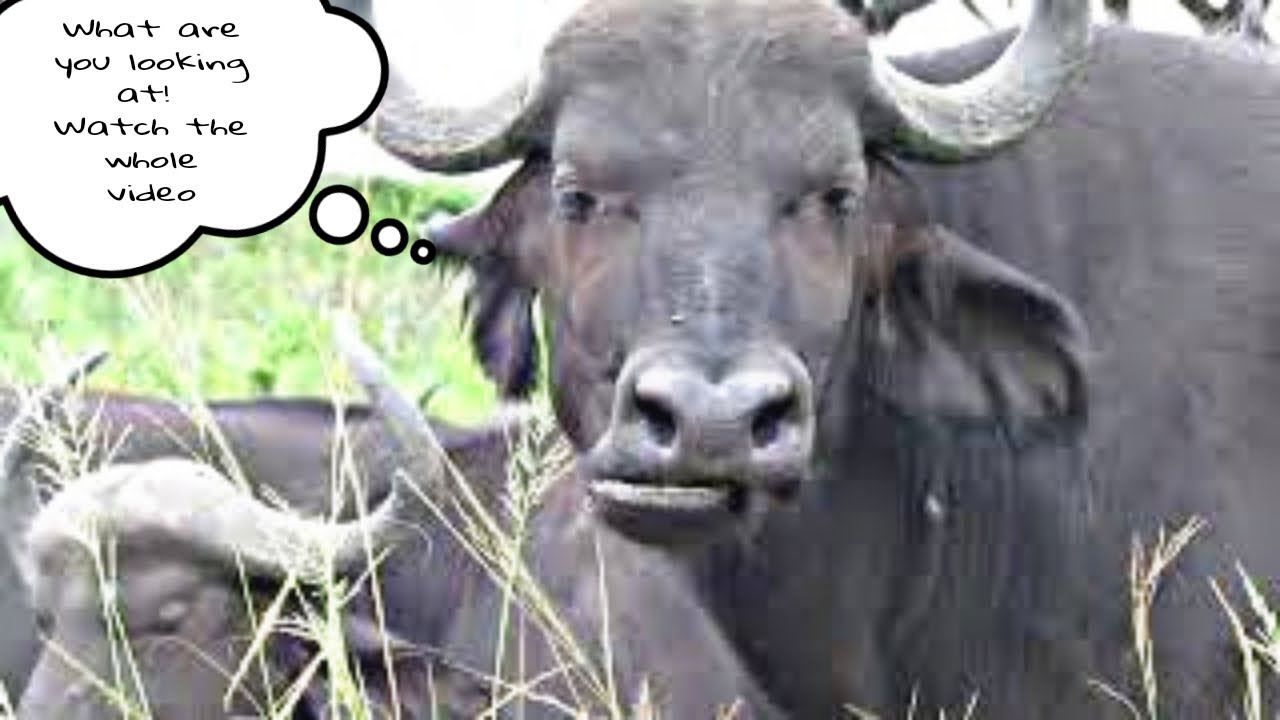 Exploring Africa's Oldest Game Reserve| Hluhluwe–iMfolozi | Shocking ...
