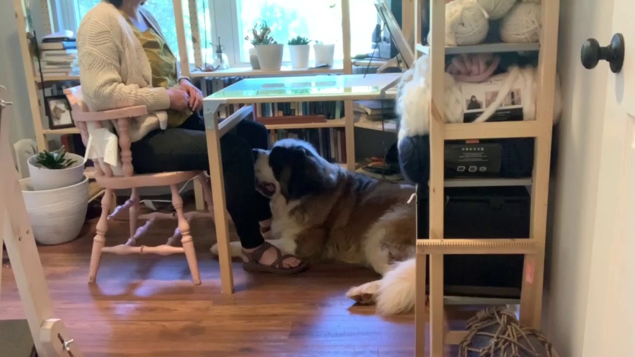 Teach Your Dog to Settle Under a Table - YouTube