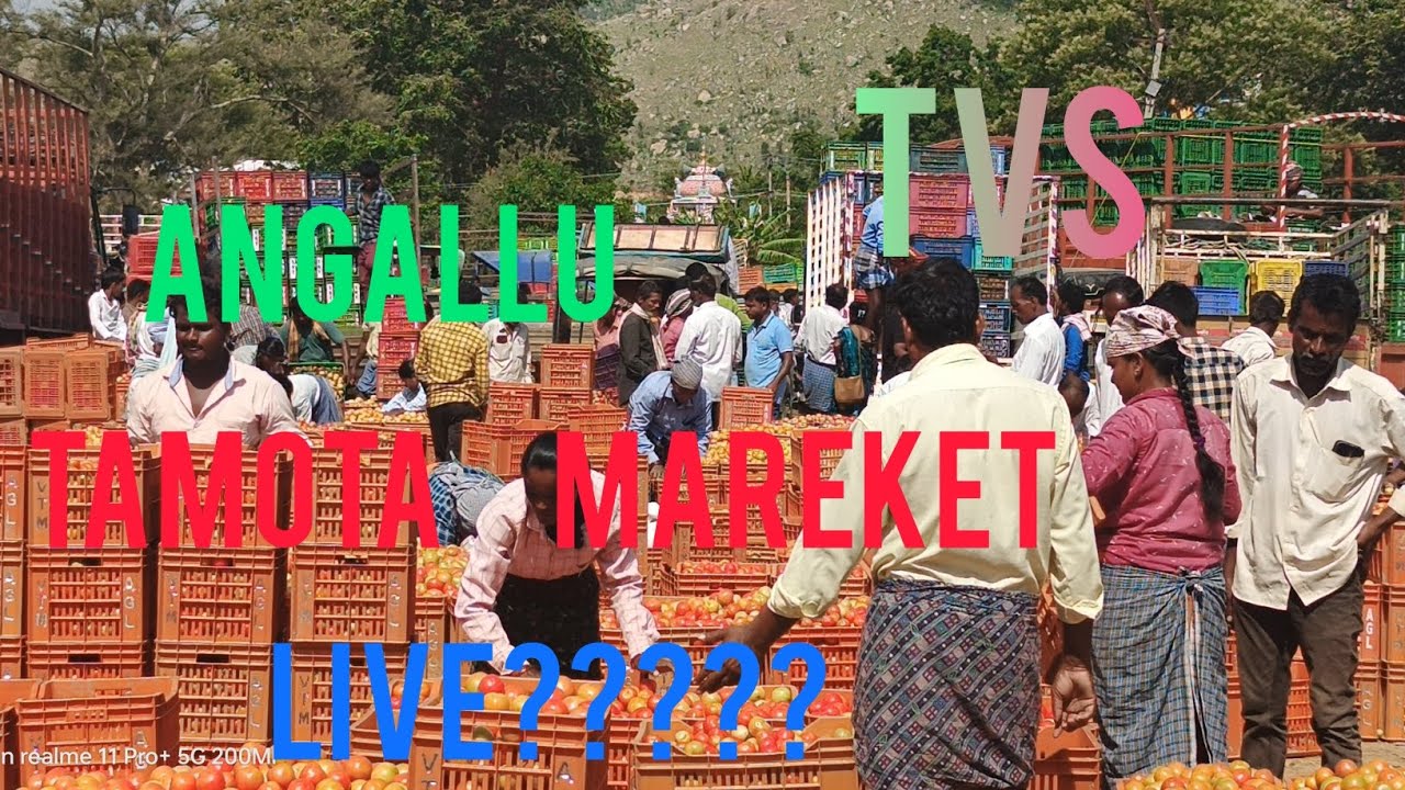 #Angallu TAMATO MAREKET RETES TODAY 06/8/2023#tamotoprices ...