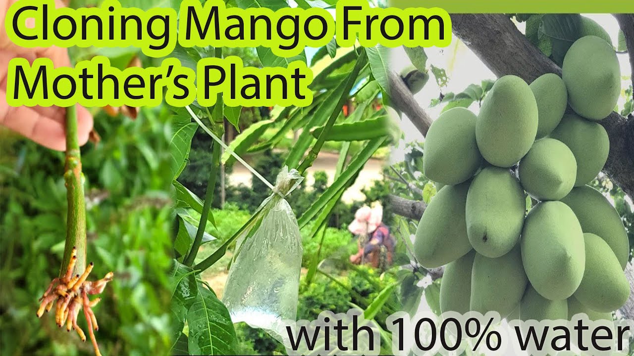 Cloning Mango From Mother Plant with Water - YouTube