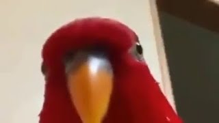 Red Laughing Bird
