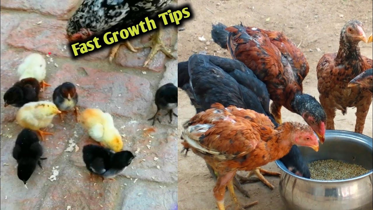 Fast grow tips for chickens baby - YouTube