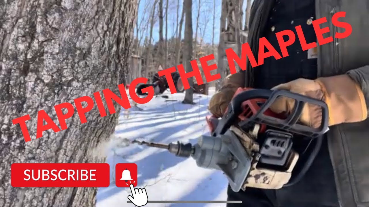 Tapping Maple Trees //// This Is Part Of The How To Make Maple Syrup ...