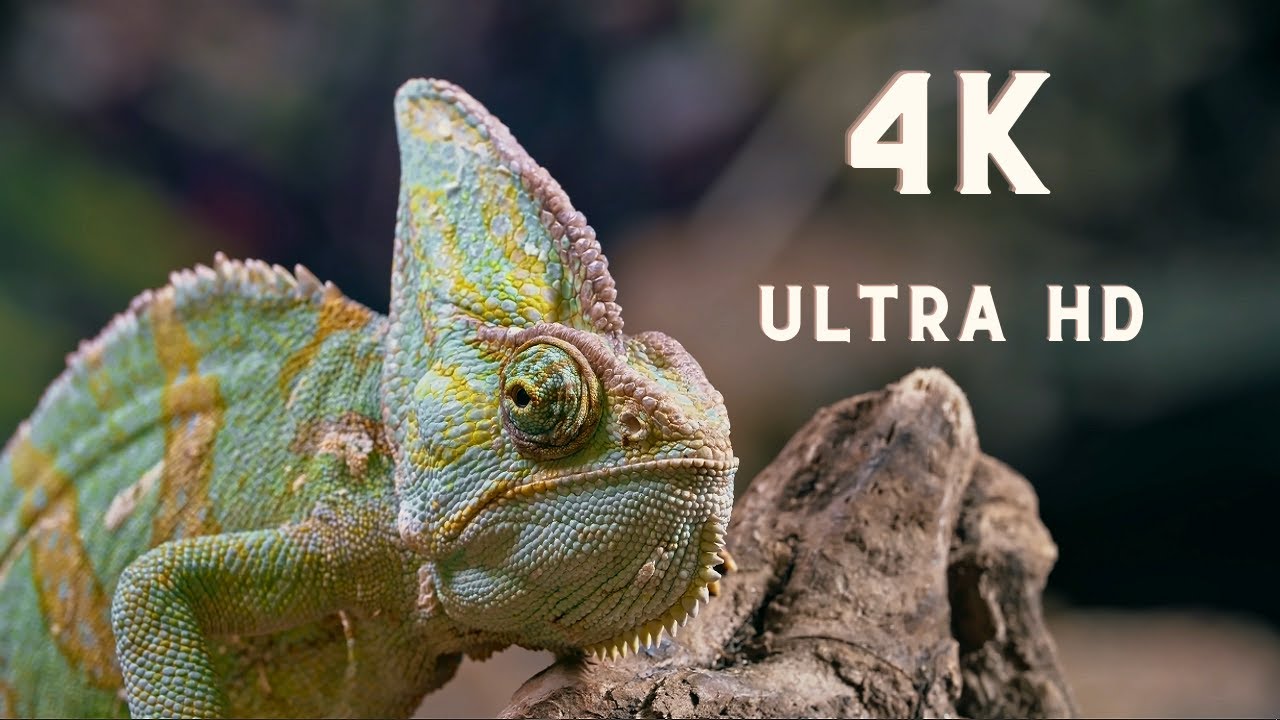 Ultra Hd 4k Wild Animals Collection / 4k Video Ultra Hd Animals - YouTube