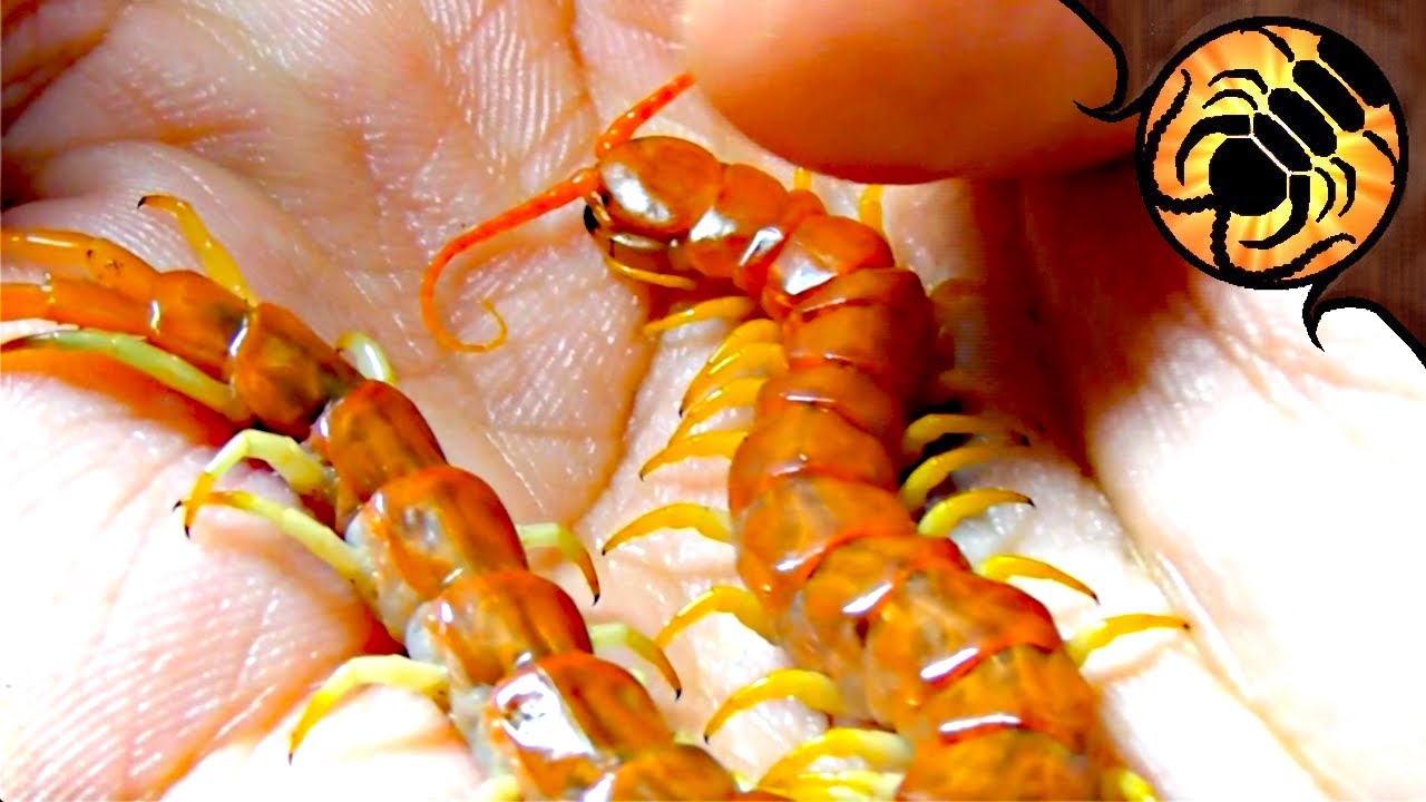 My two friendliest pet centipedes! - YouTube