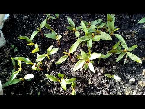 ЦЕЛЛОЗИЯ - ВЫРАЩИВАНИЕ И УХОД