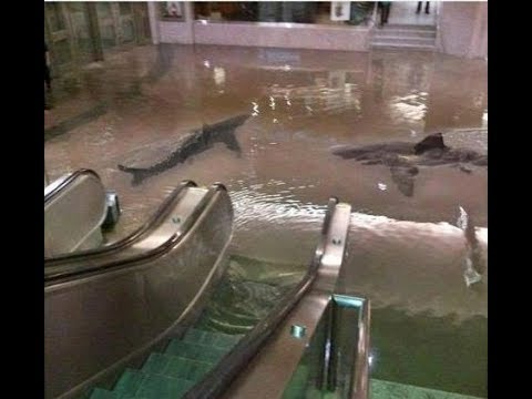 Houston Flooding Shark Swimming - YouTube