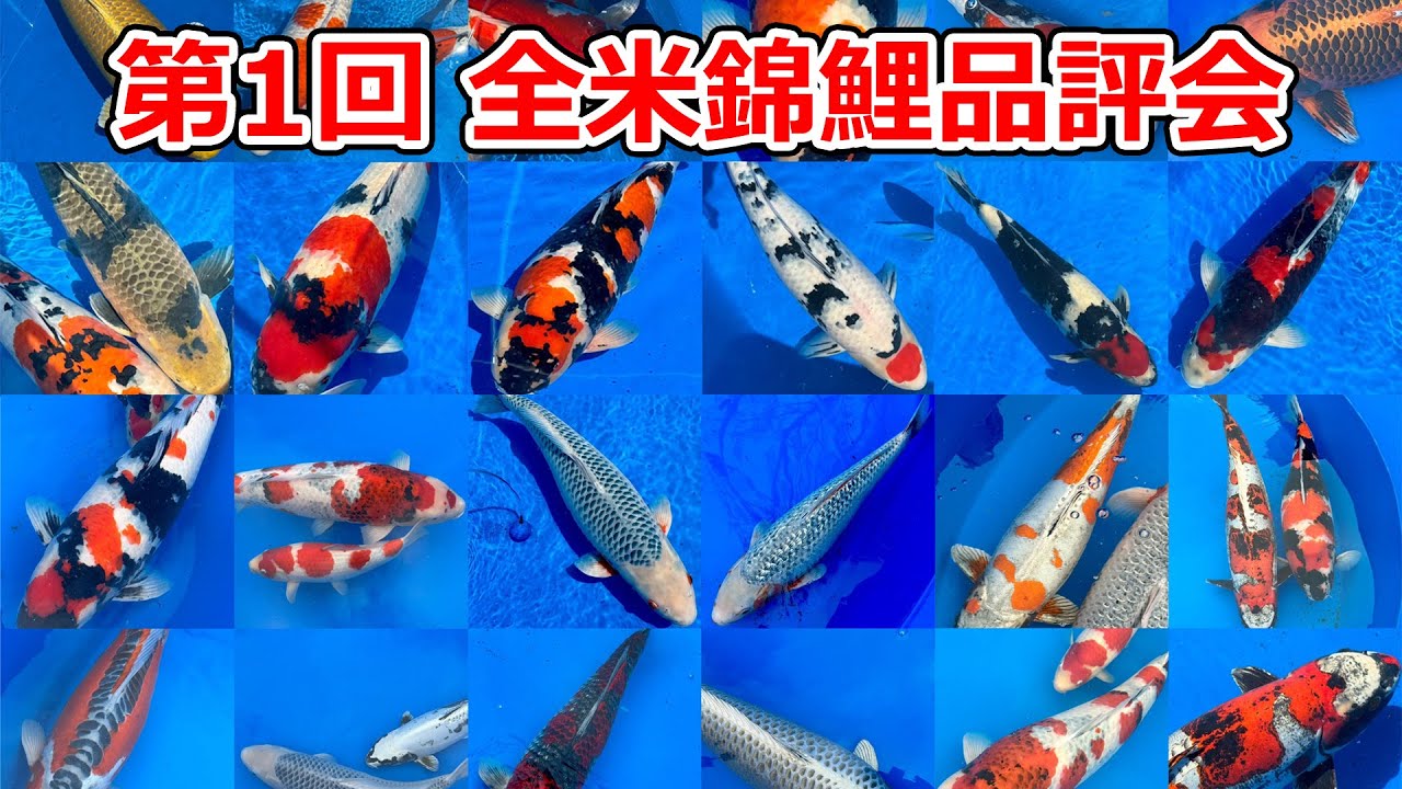 【Entry & Prize koi】The All American Koi Show in Las Vegas 2024 - YouTube