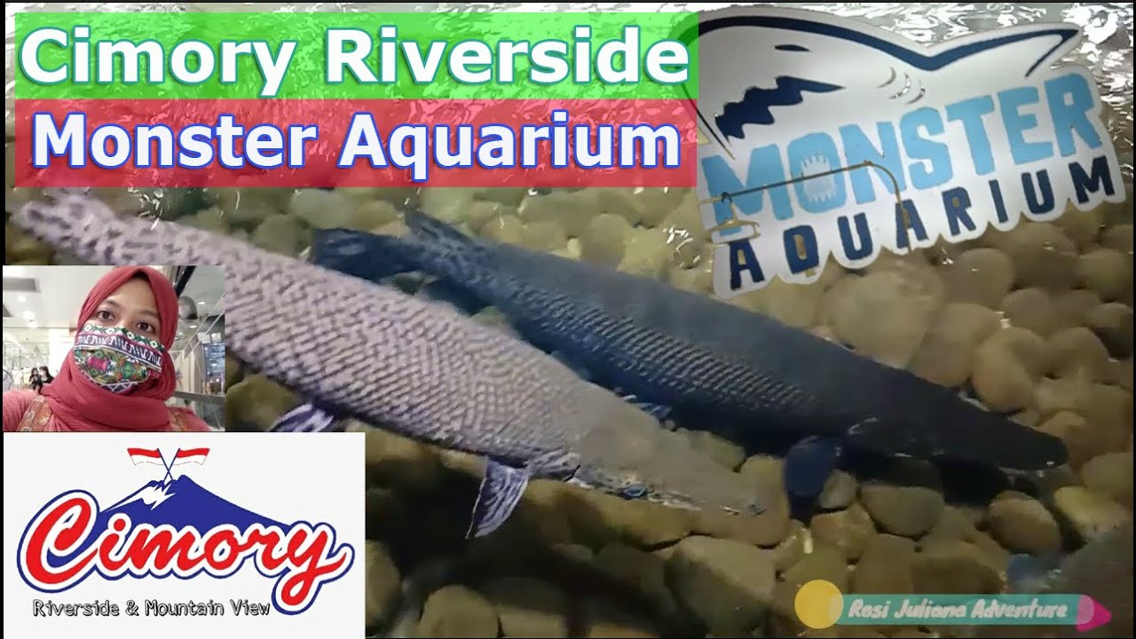 Cimory Riverside Monster Aquarium Review - YouTube