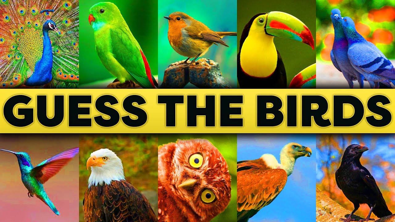 Guess the Bird - Play Quiz - YouTube