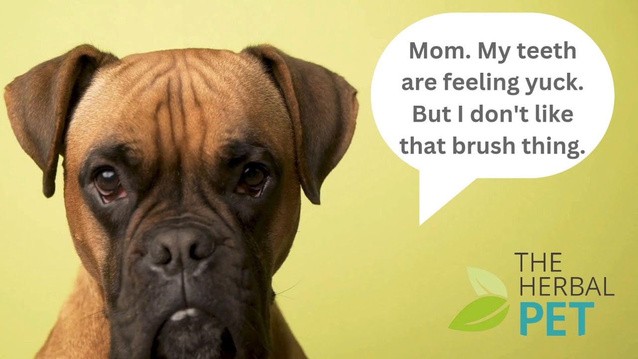 Mom. My teeth are feeling yuck. But I don't like that brush thing ...