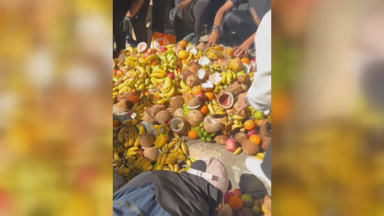 Fruit picking for Fruit Bank by Clean Thaipusam 2024 - YouTube
