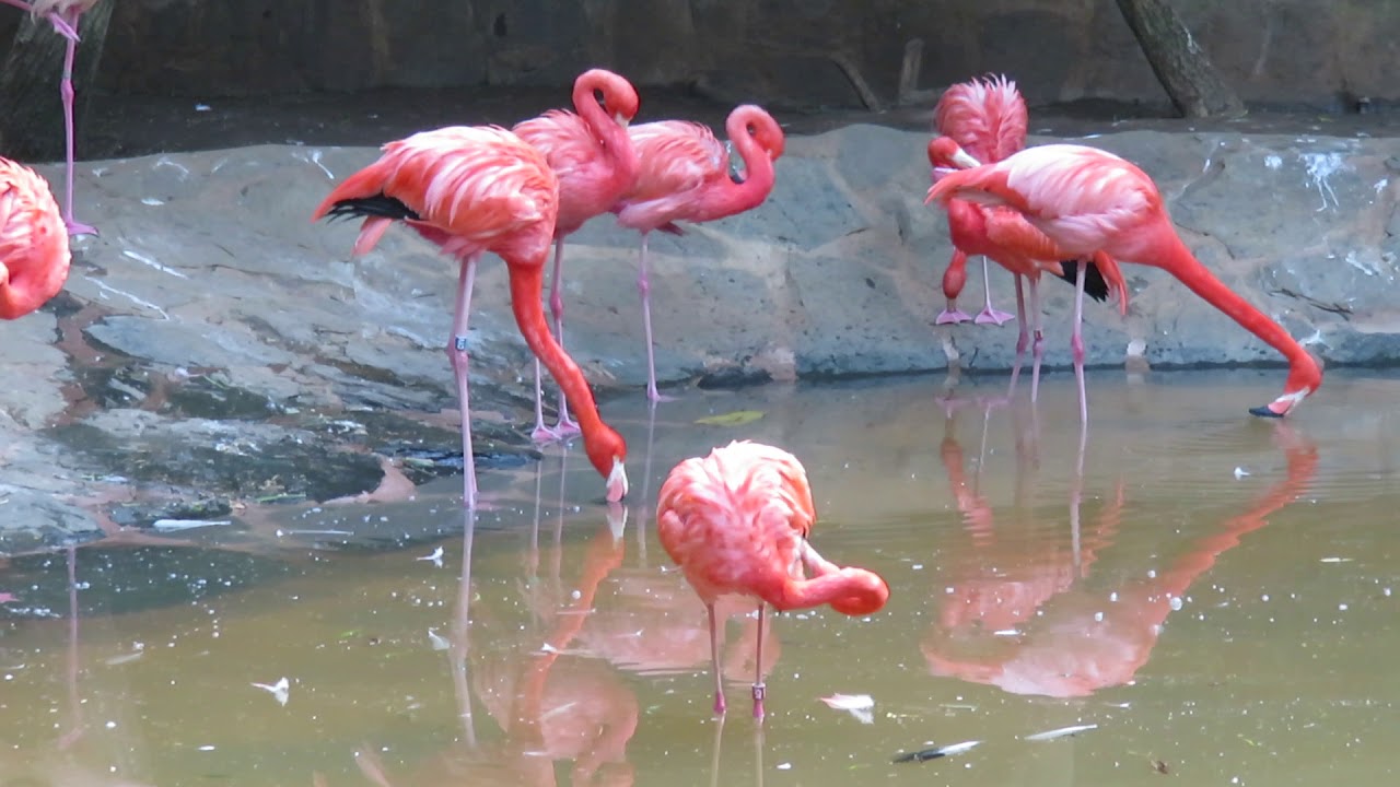 Flamingos - YouTube